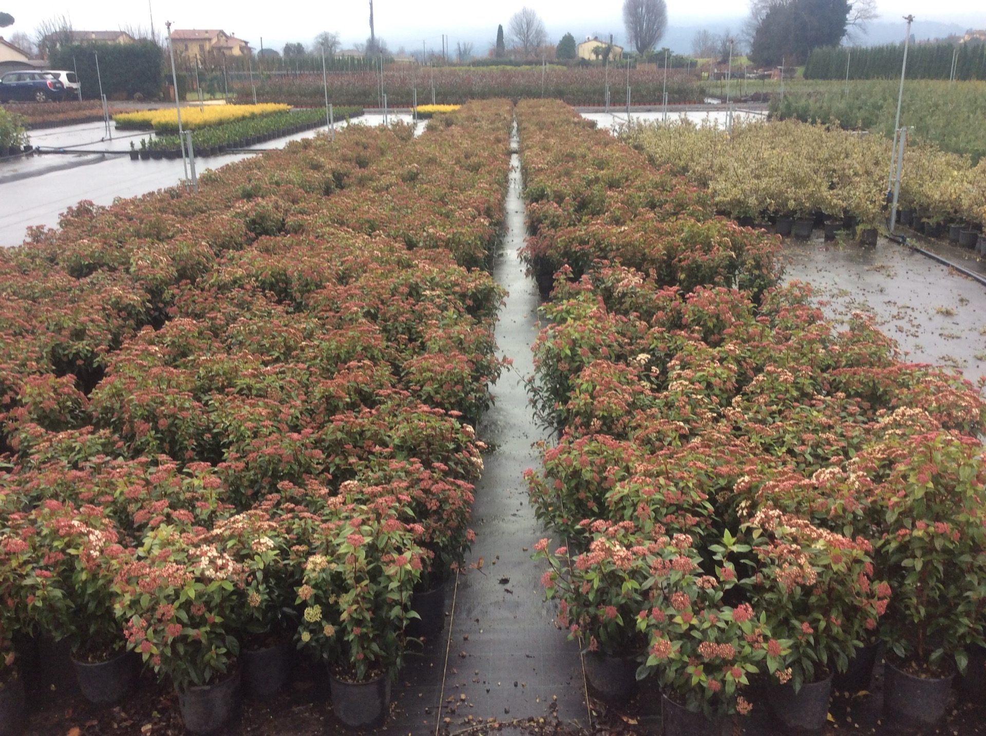 Galleria :: TOSCANA VIVAIO