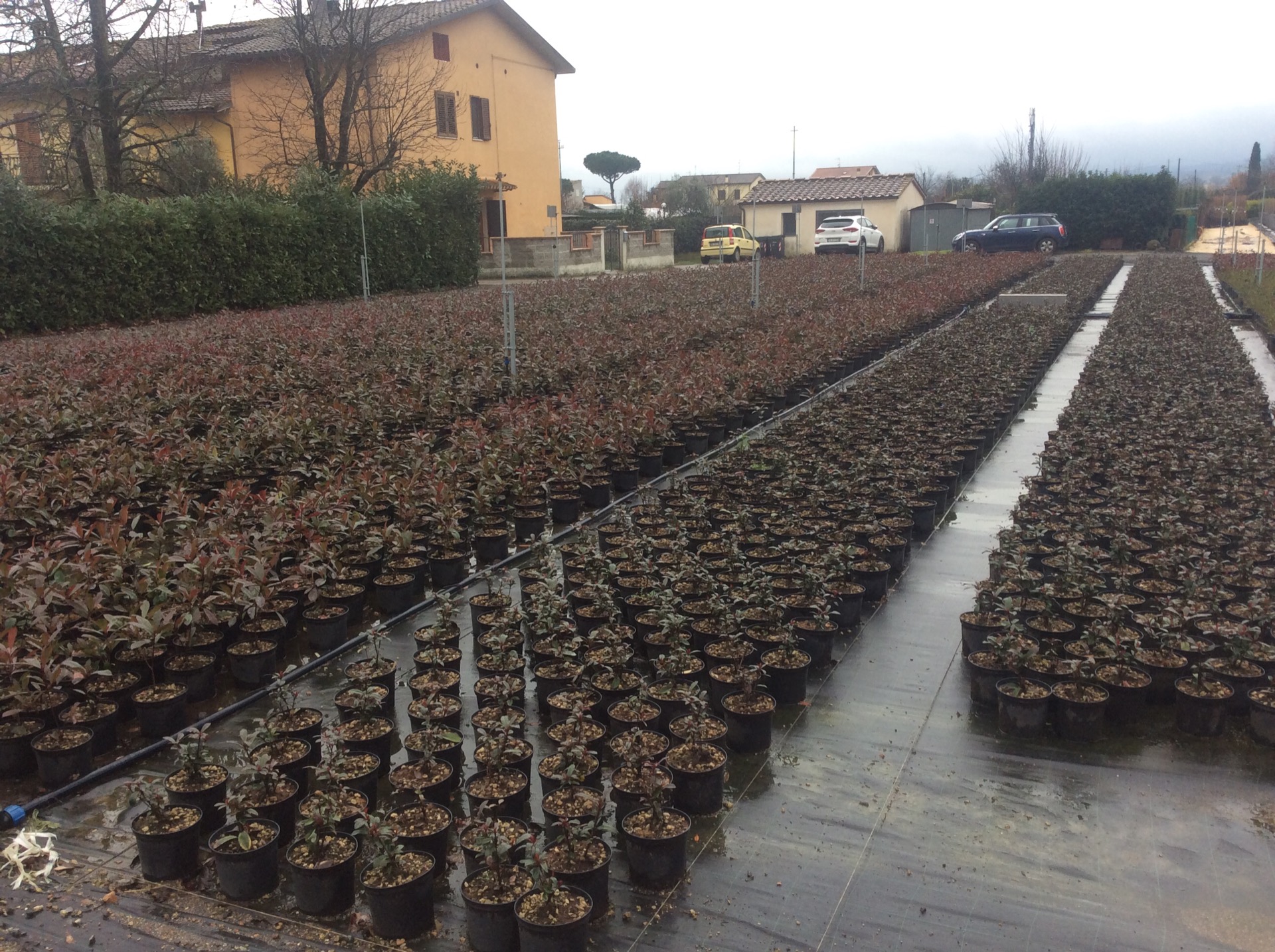 Galleria :: TOSCANA VIVAIO